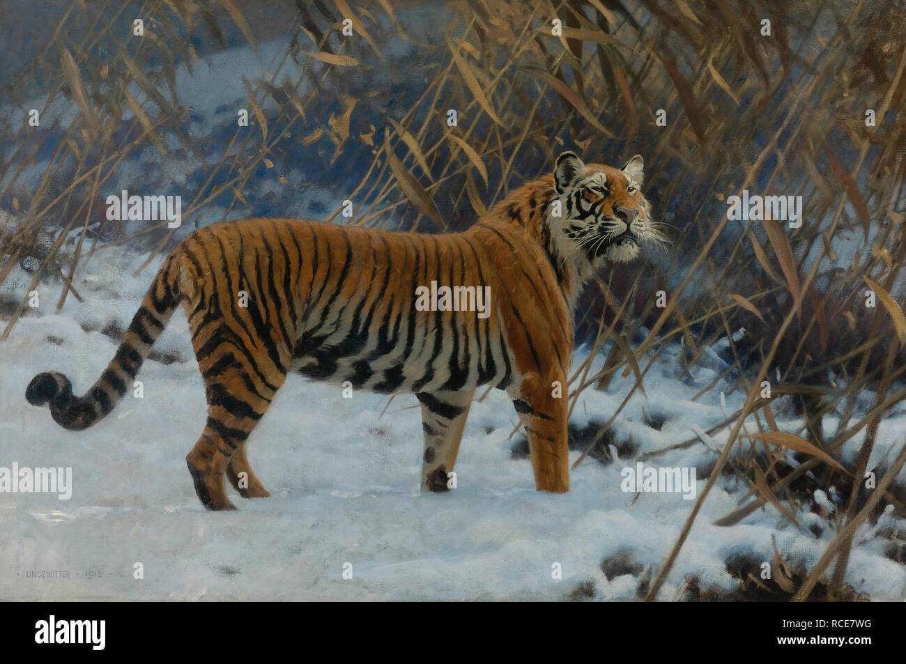 A tiger in the snow. Museum: PRIVATE COLLECTION. Author: UNGEWITTER ...