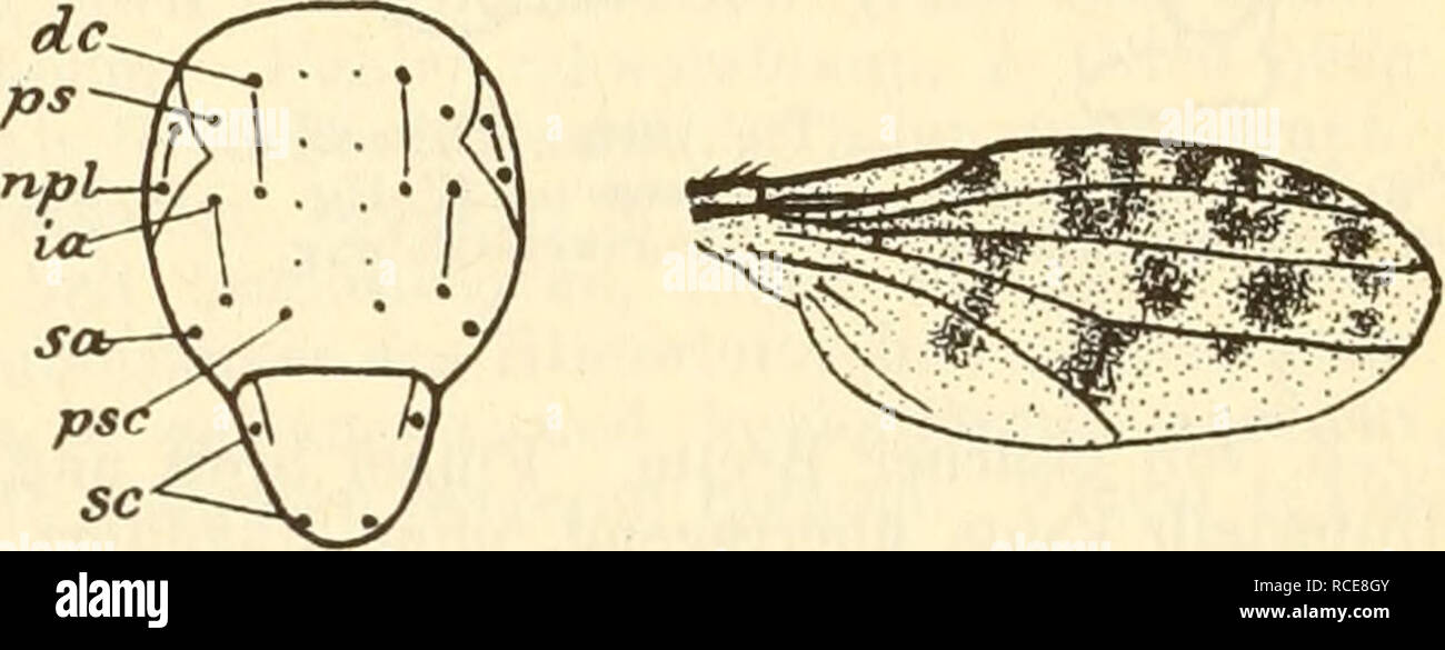 Hellbrauner hi-res stock photography and images - Alamy