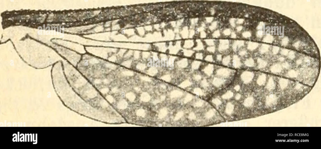 Dunkler thorax hi-res stock photography and images - Alamy
