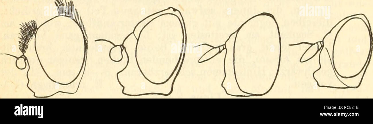 Vena spuria hi-res stock photography and images - Alamy