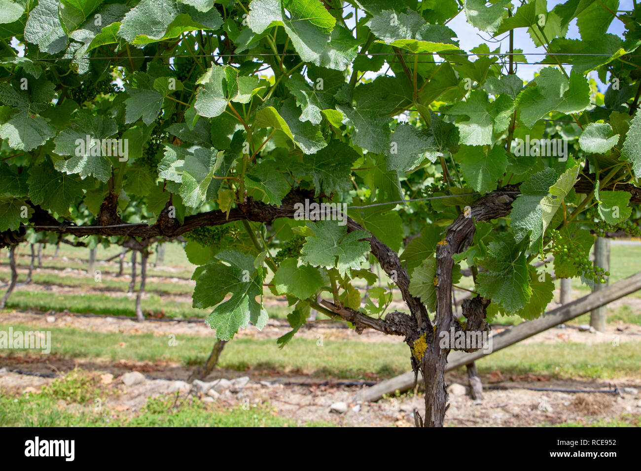 Vine spacing hi-res stock photography and images - Alamy