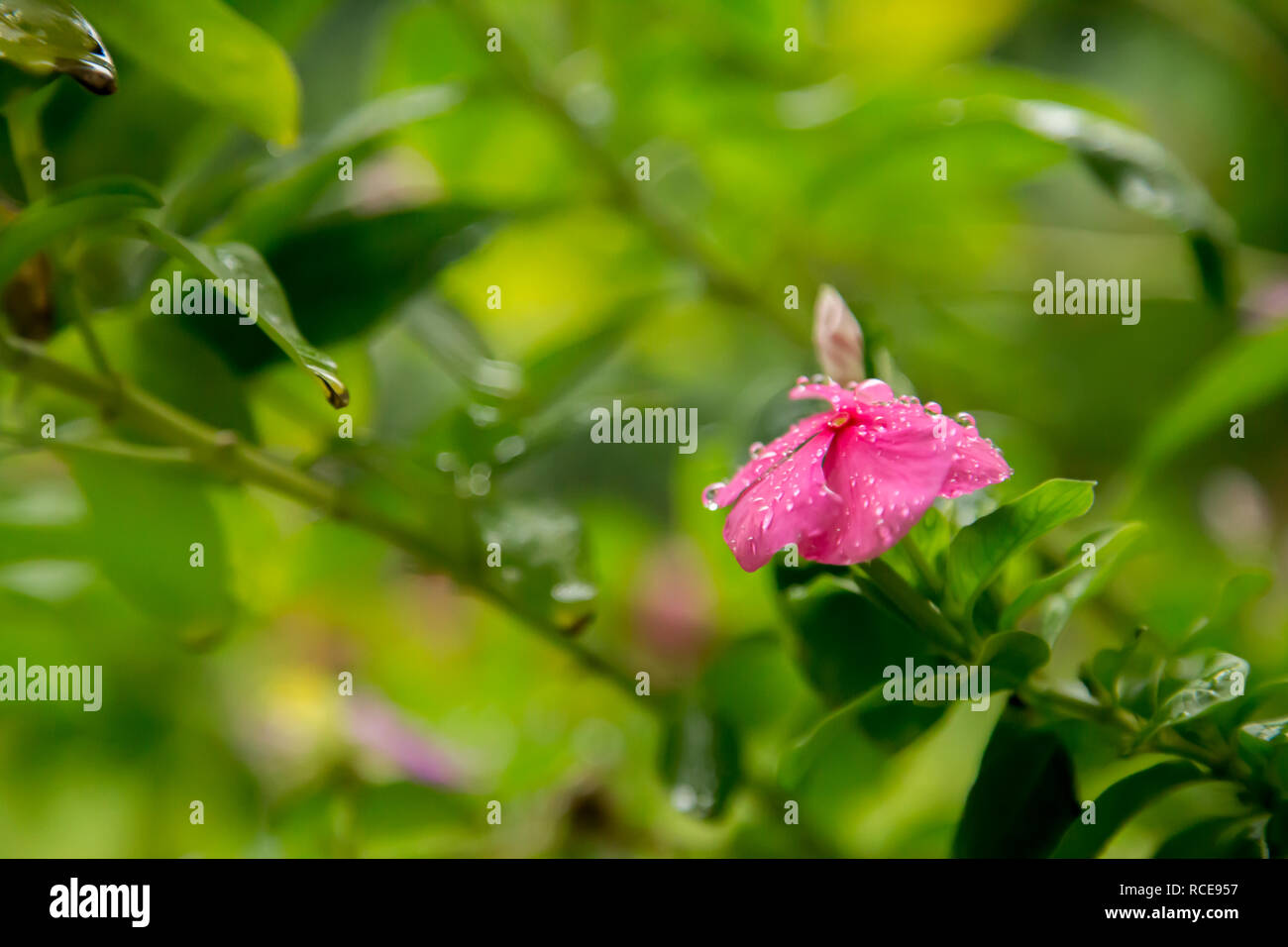 Flowers in the rain, Chulas, Catharanthus roseus Stock Photo - Alamy