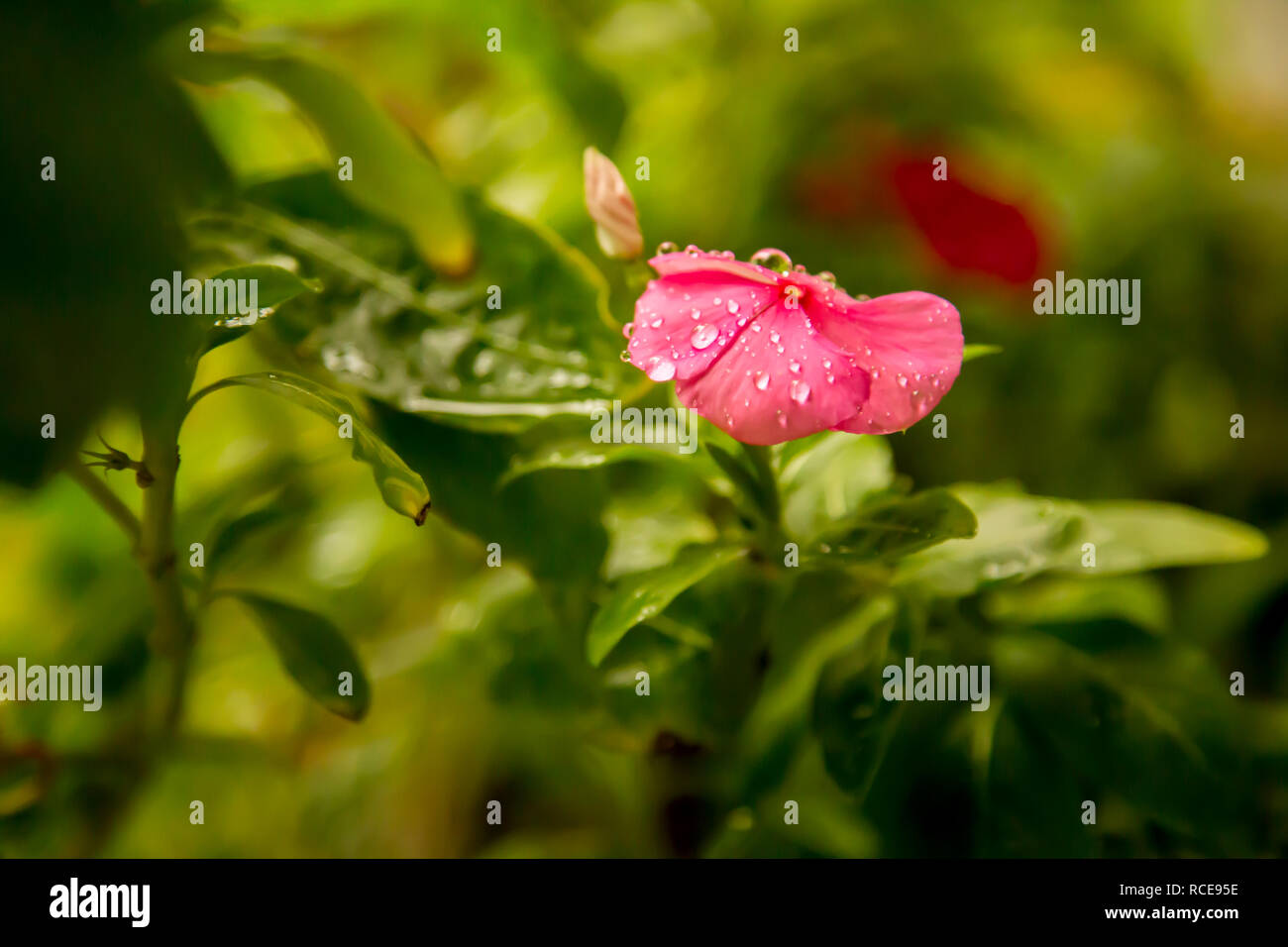 Flowers in the rain, Chulas, Catharanthus roseus Stock Photo - Alamy