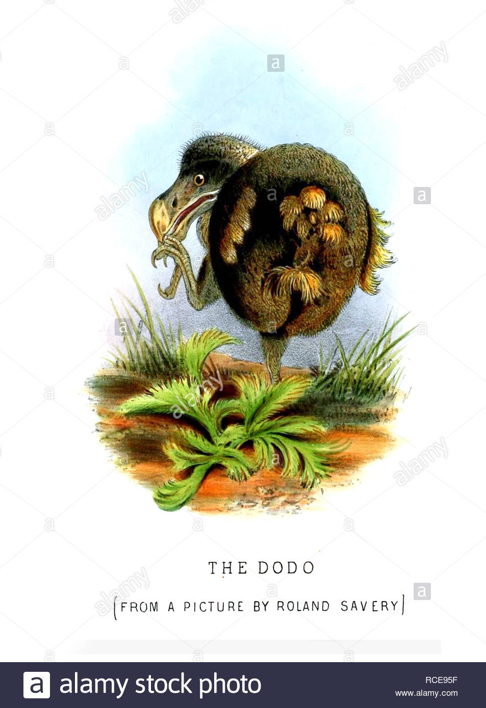 Dodo Bird Mauritius High Resolution Stock Photography and Images - Alamy