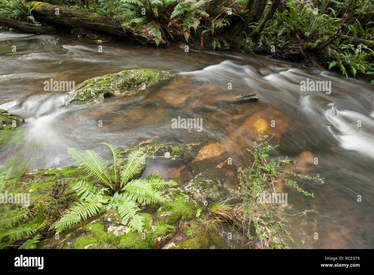 Wombat state forest hi-res stock photography and images - Alamy