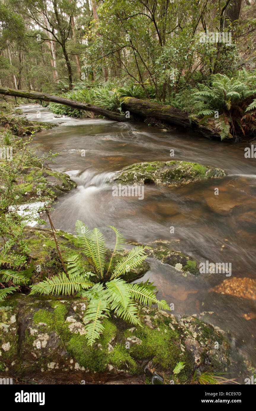Wombat State Forest, Victoria, Australia Stock Photo - Alamy
