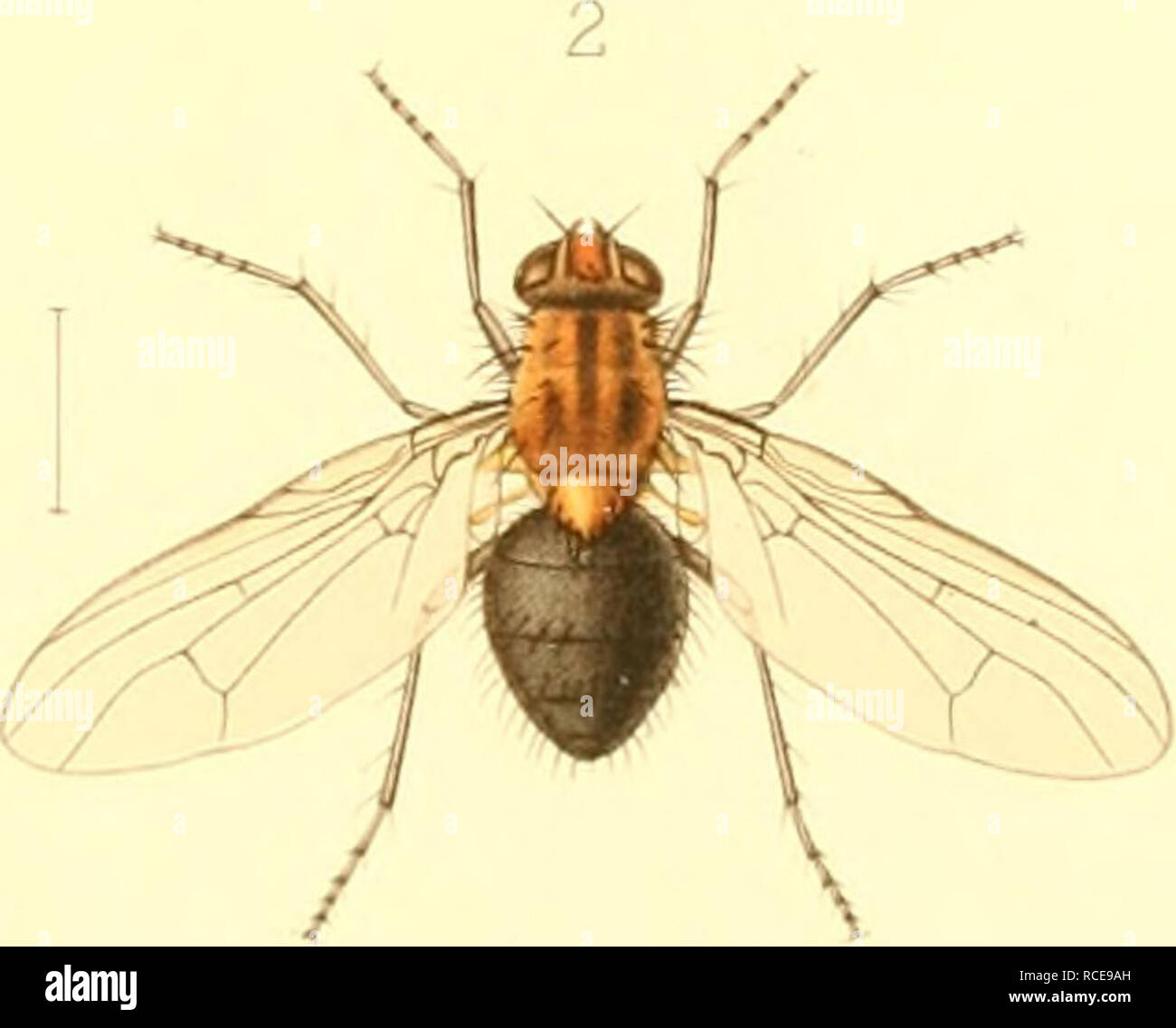 Frangile hi-res stock photography and images - Alamy