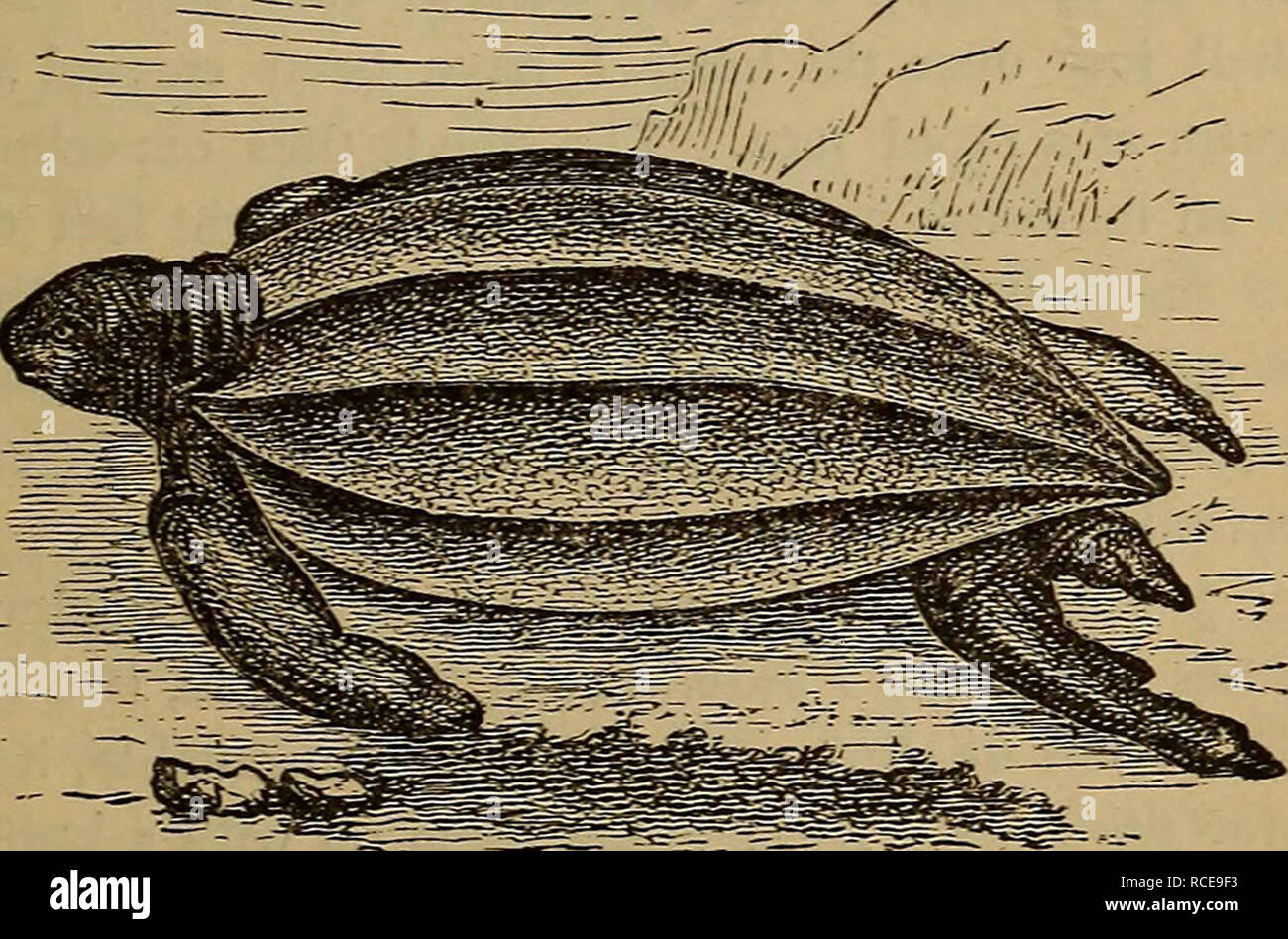 . Elements of zoölogy. Zoology. Fig. 263.—Skeleton of the tortoise ...