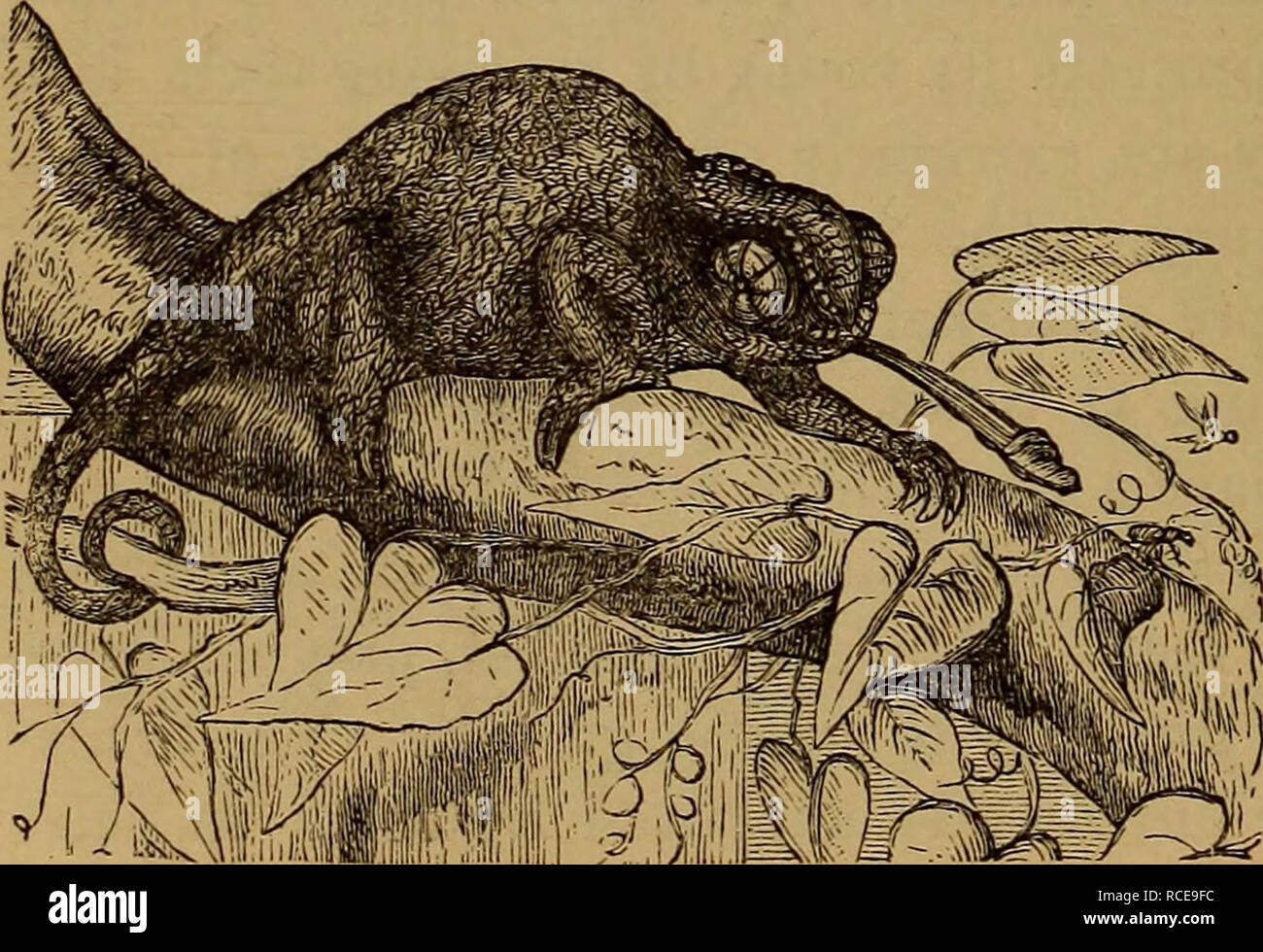 . Elements of zoölogy. Zoology. Fig. 253.—Skeleton of a lizard, sfl ...