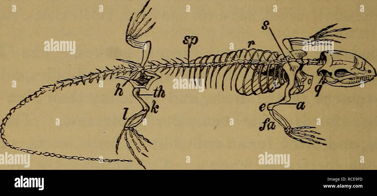 Lizard Skeleton Diagram
