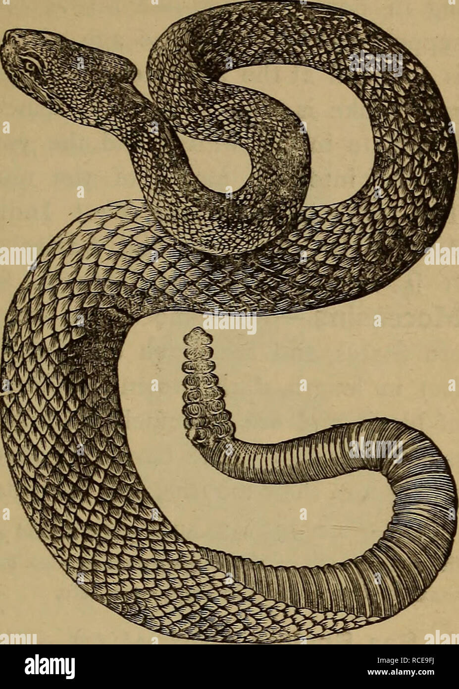 . Elements of zoölogy. Zoology. TRUE REPTILES. 207 poison-fangs are ...