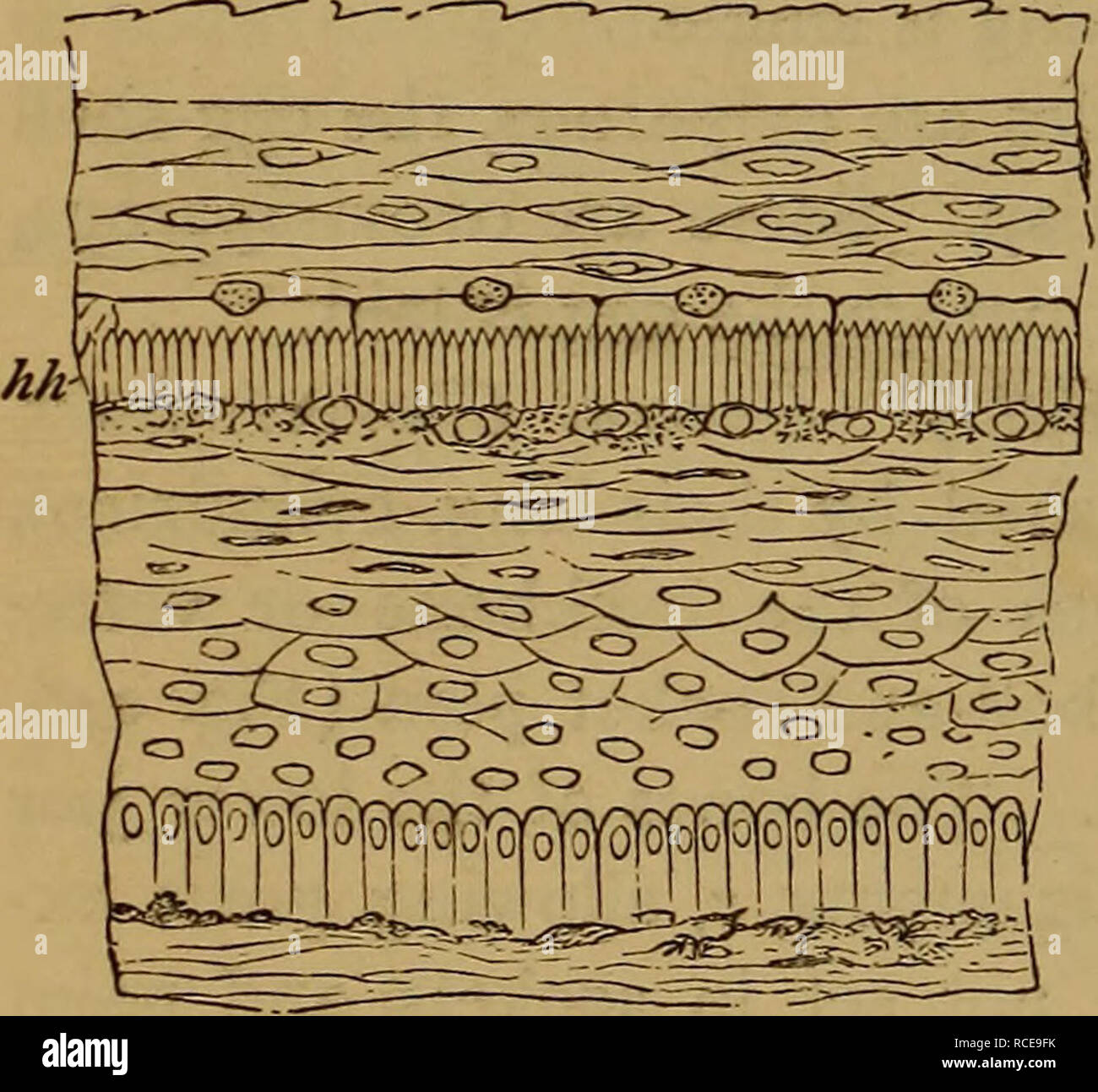 Snake jaw joint hi-res stock photography and images - Alamy