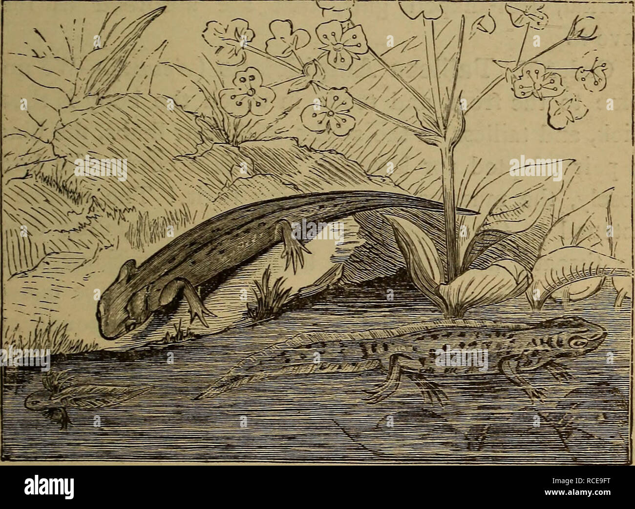 Axolotl larval form hi-res stock photography and images - Alamy