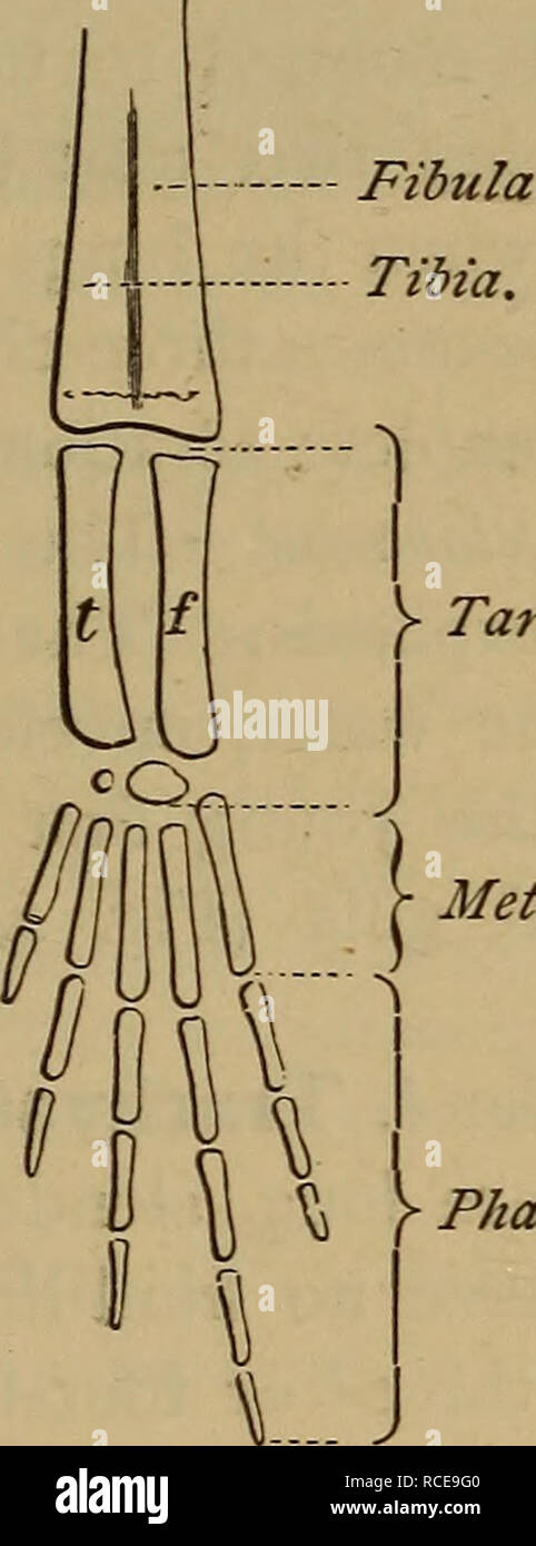 . Elements of zoölogy. Zoology. Fig. 237.—Skull of the frog {Rana ...