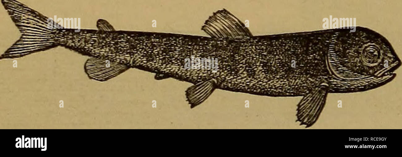 . Elements of zoölogy. Zoology. 172 BACKBONED ANIMALS. Wyandotte and ...