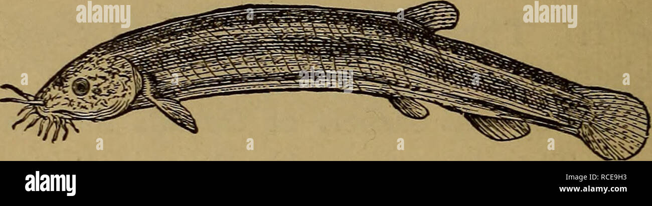 . Elements of zoölogy. Zoology. 170 BACKBONED ANIMALS. y that dry up ...