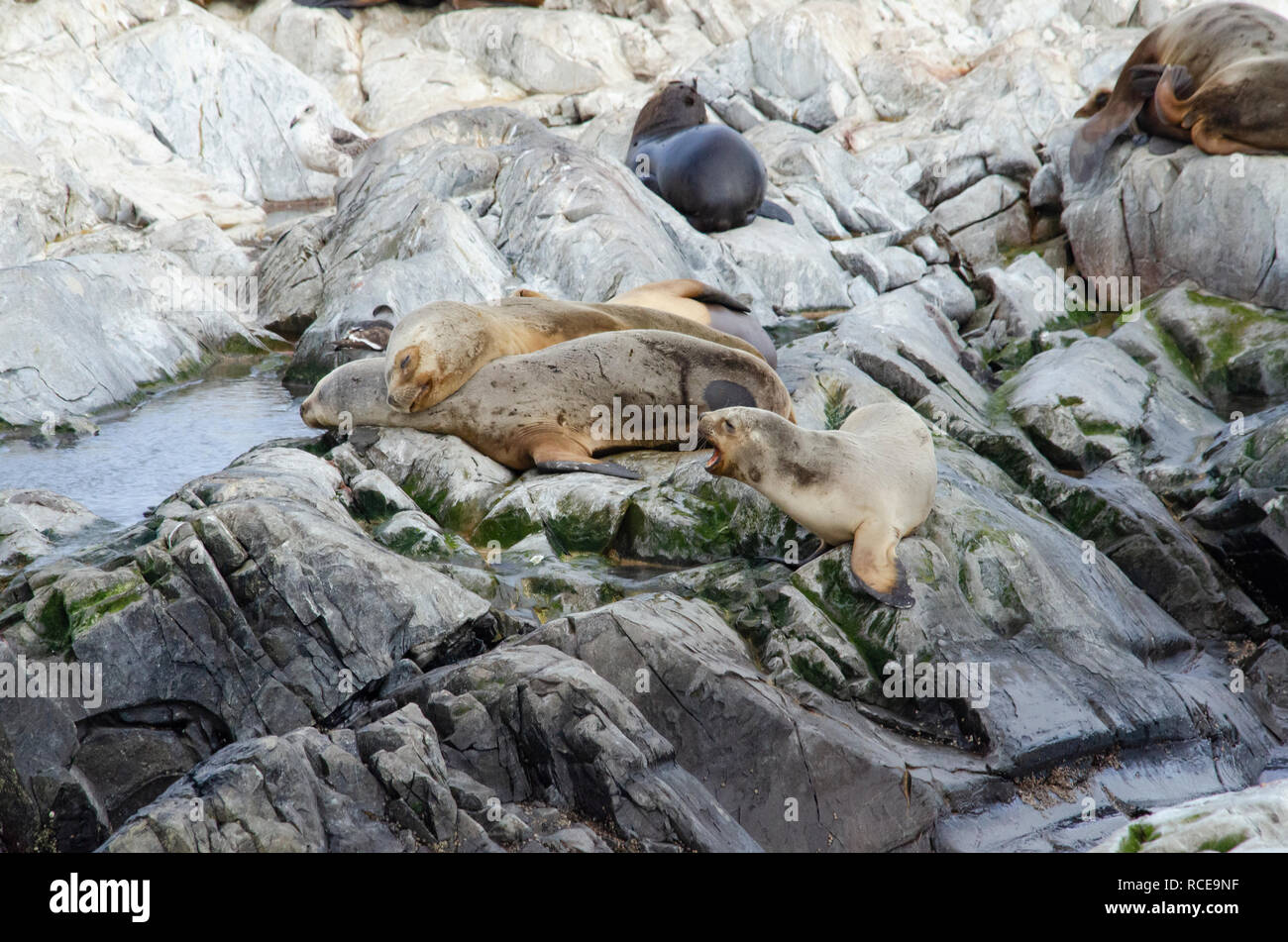 Beagle channel seals hi-res stock photography and images - Alamy