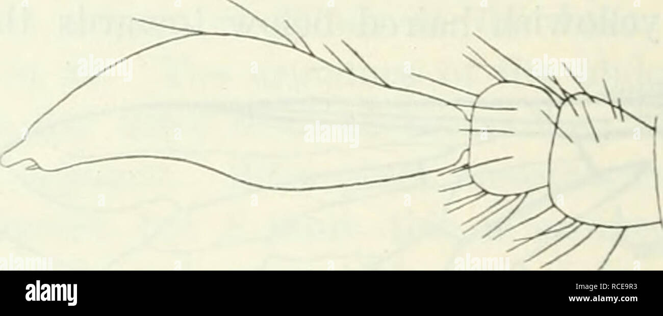 . Diptera Danica: genera and species of flies hitherto found in Denmark ...