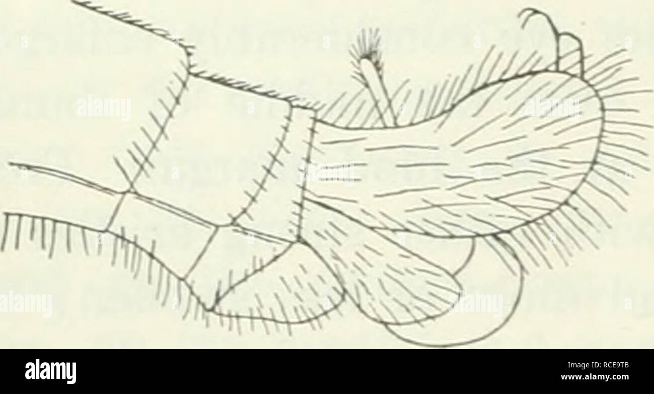. Diptera Danica: genera and species of flies hitherto found in Denmark ...