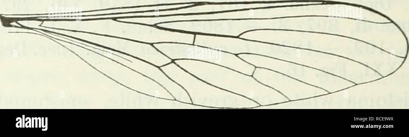 Cubital posterior hi-res stock photography and images - Alamy