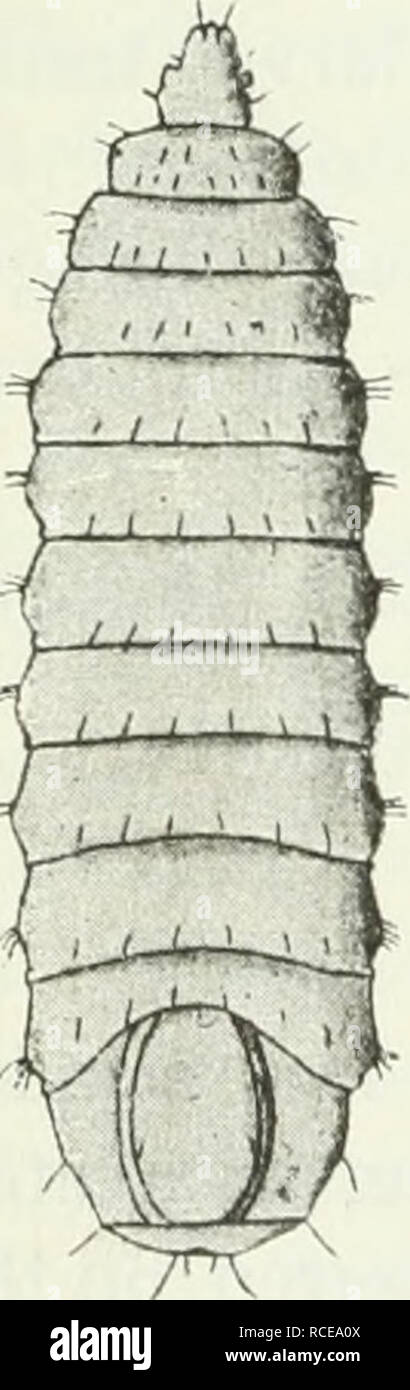 . Diptera Danica: genera and species of flies hitherto found in Denmark ...