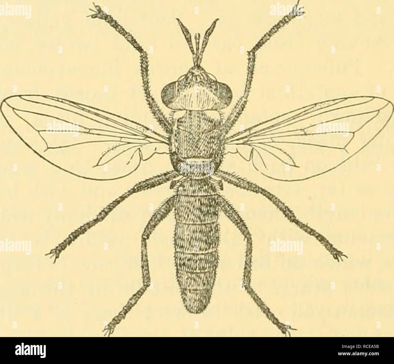 . Diptera Brachycera. Brachycera. 340 CONOPID^. behind 3rd vein, and ...