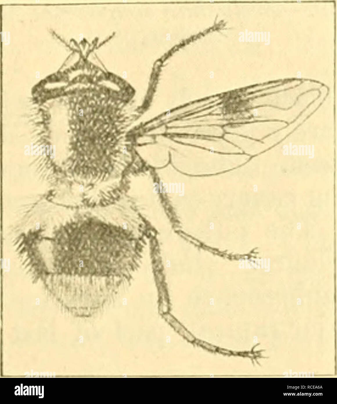 Arctophila bombiformis hi-res stock photography and images - Alamy