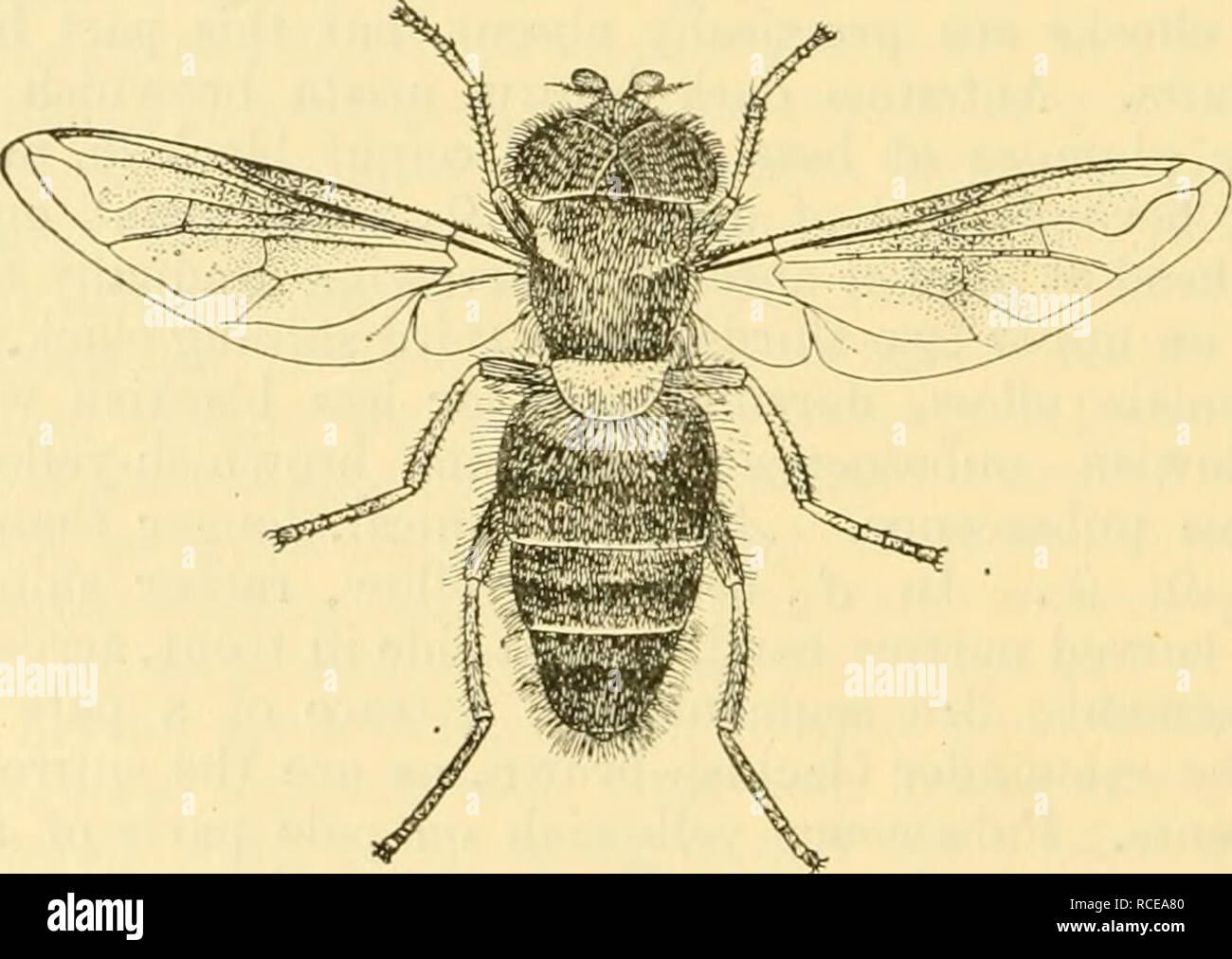 . Diptera Brachycera. Brachycera. 168 SYUPHID^. (apparently sometimes joined along the costa to ...