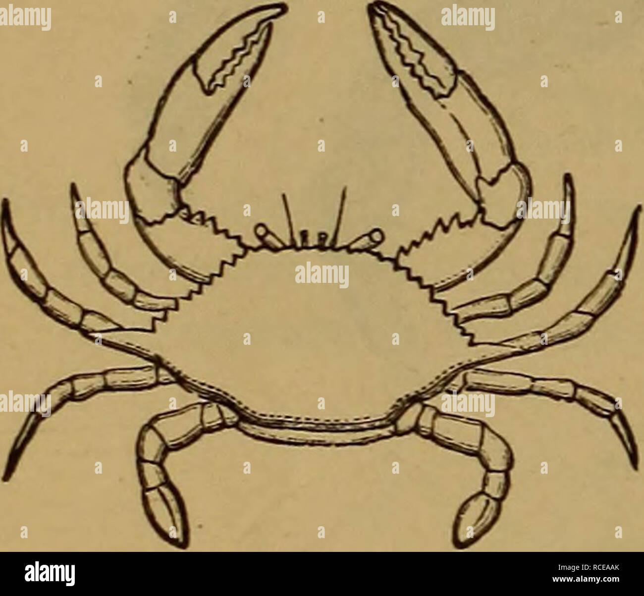 Birgos hi-res stock photography and images - Alamy