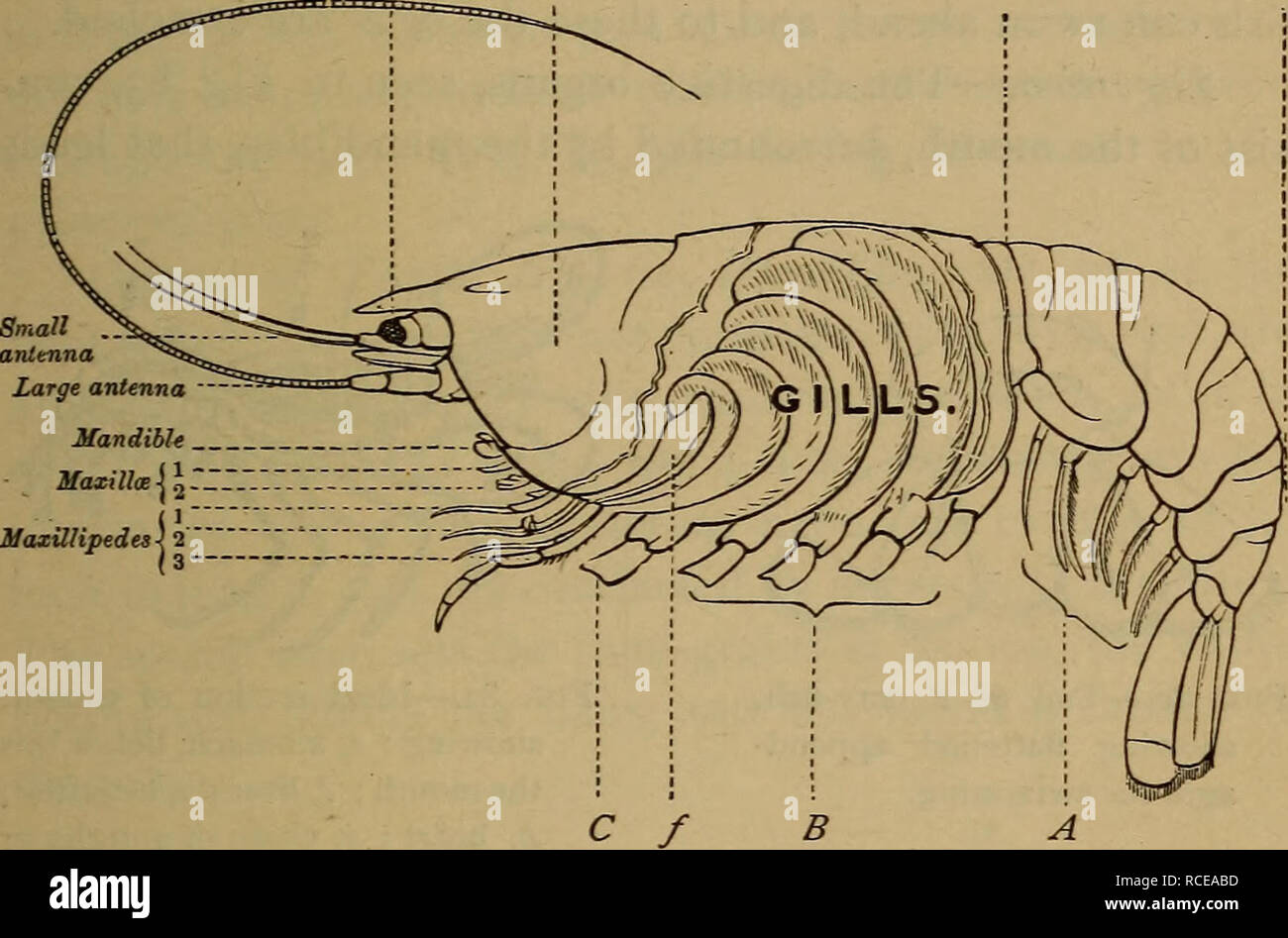 . Elements of zoölogy. Zoology. CRABS, ETC. 77 pairs of jointed organs ...
