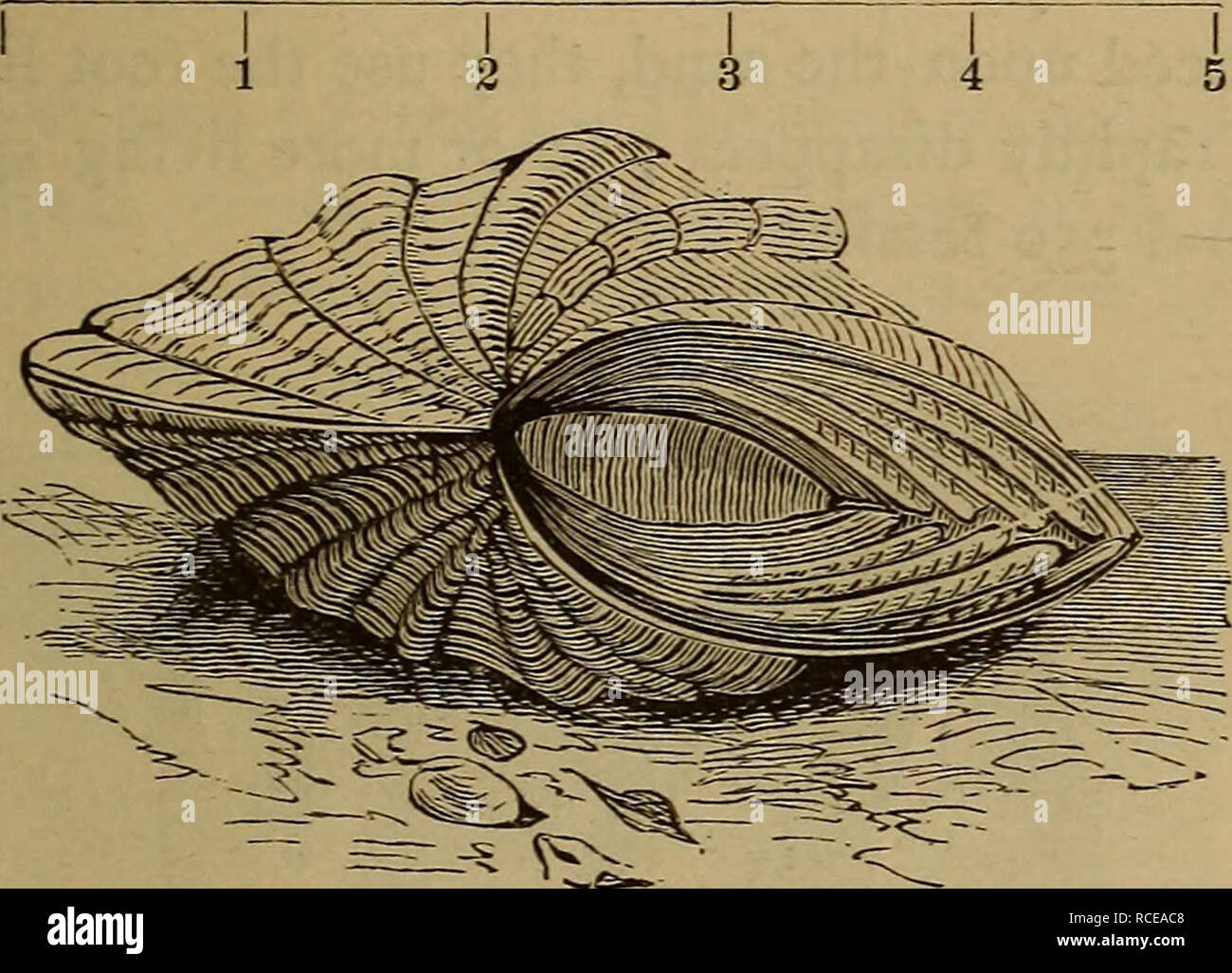 Largest bivalve hi-res stock photography and images - Alamy