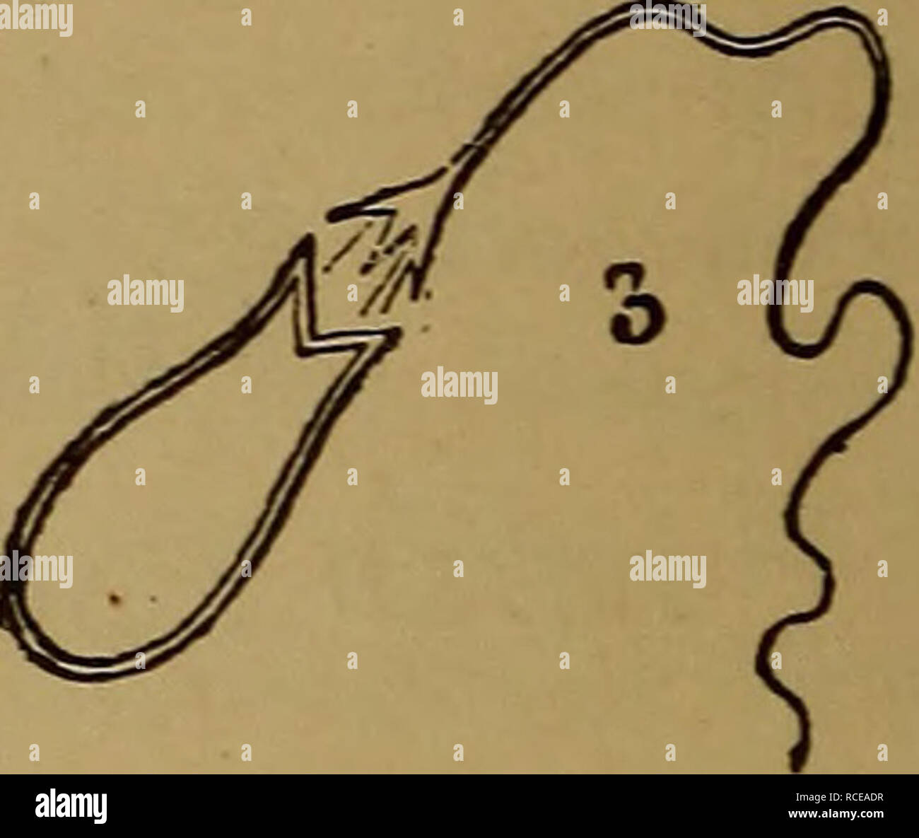 . Elements of zoölogy. Zoology. Fig. 14.—Lasso-cells of Hydra. 1. Arm ...