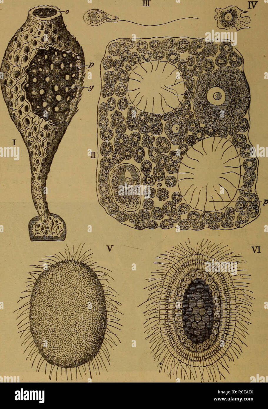 . Elements of zoölogy. Zoology. 12 SPONGES.. Fig. io.—Ascetta ...
