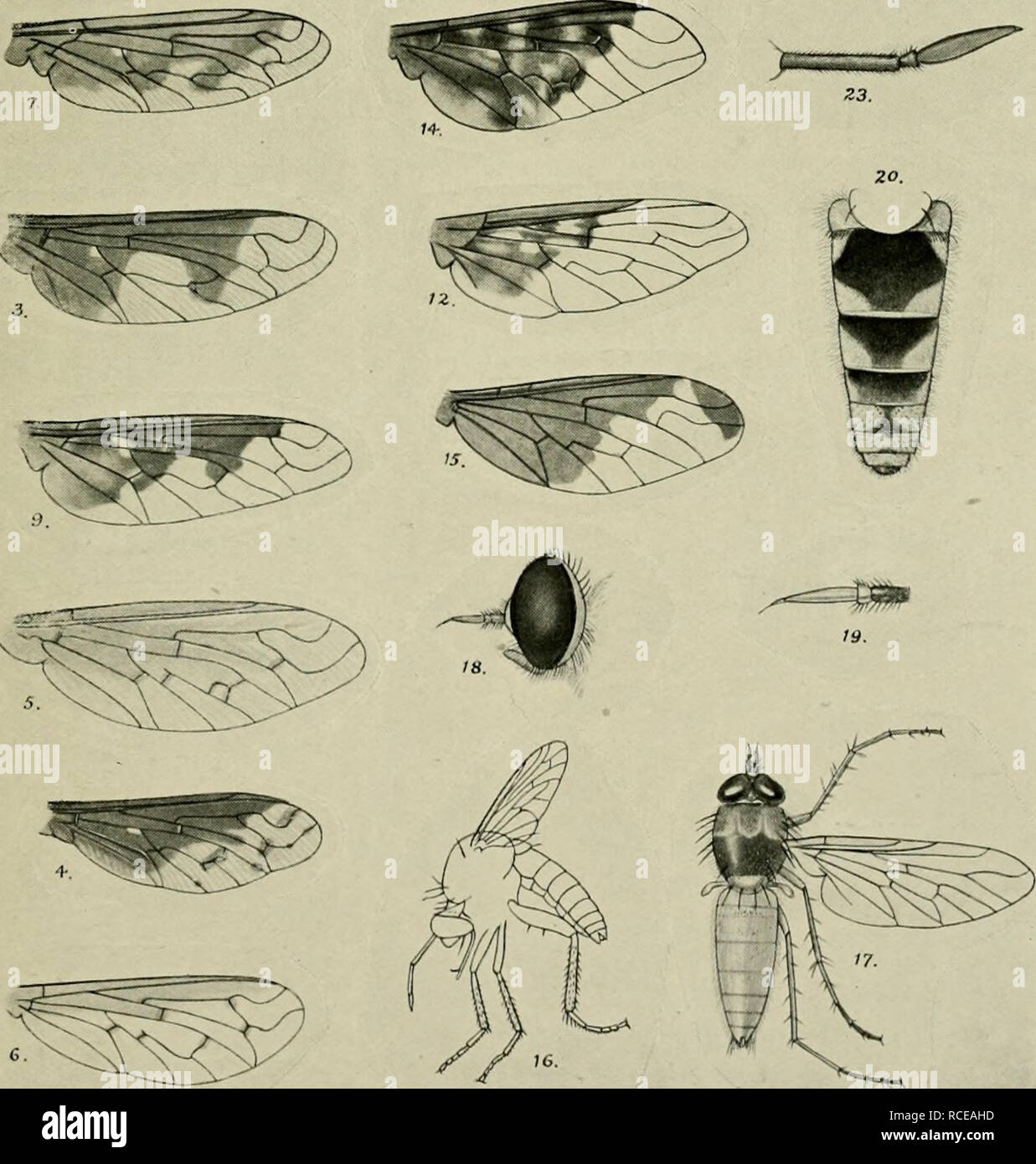 Diptera Anatomy