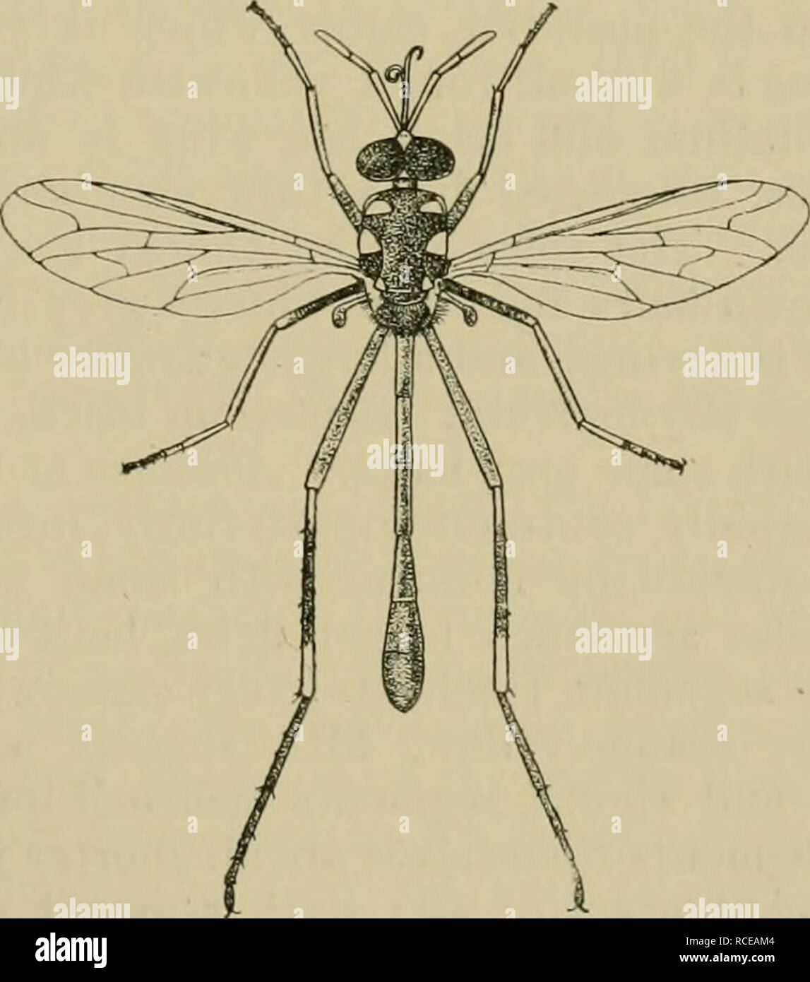 . Diptera Brachycera. Brachycera. SYSTROPUS. 291 [p. 291, opJtioneus ...