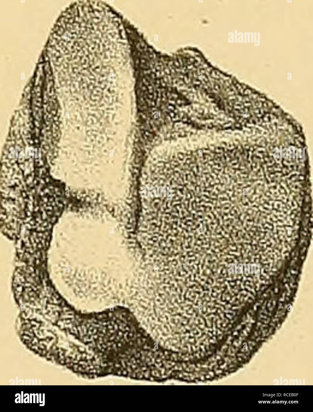 . Dinocerata : a monograph of an extinct order of gigantic mammals ...