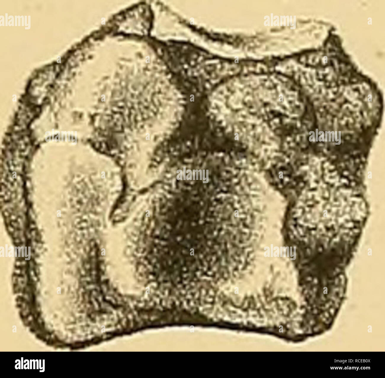 . Dinocerata : a monograph of an extinct order of gigantic mammals ...