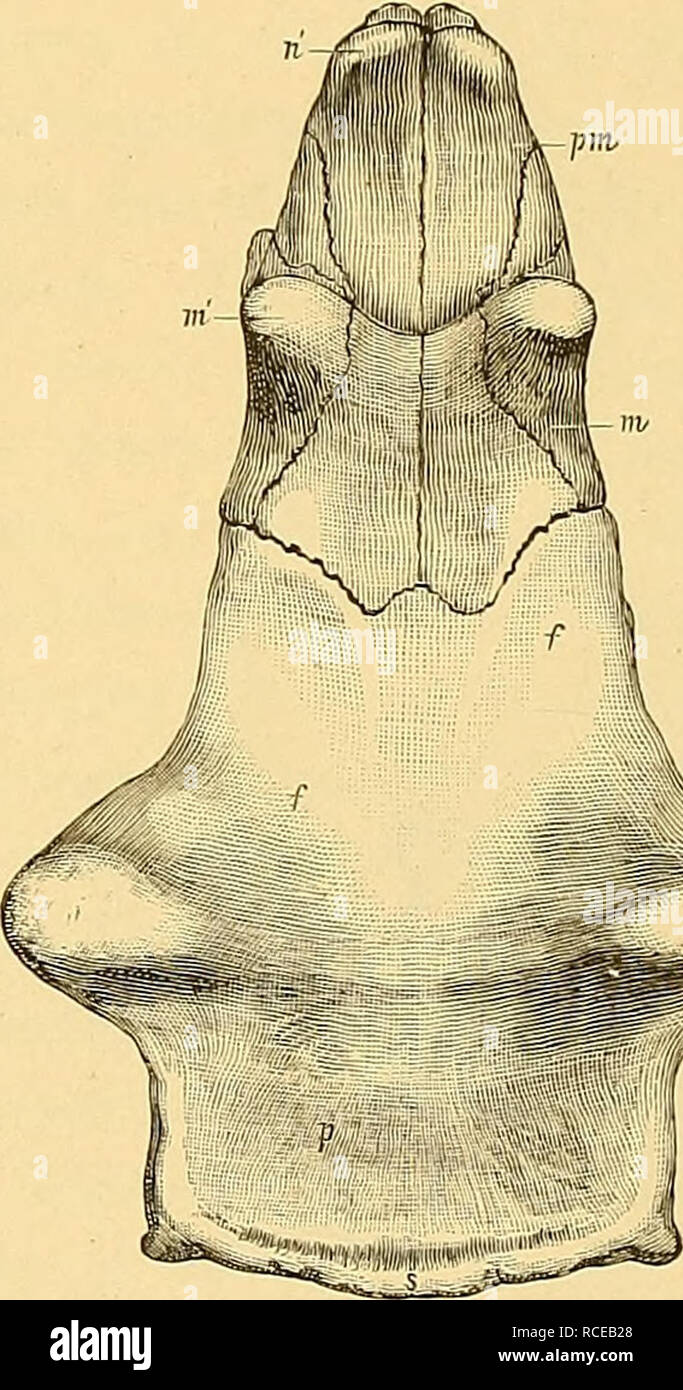 . Dinocerata : a monograph of an extinct order of gigantic mammals ...