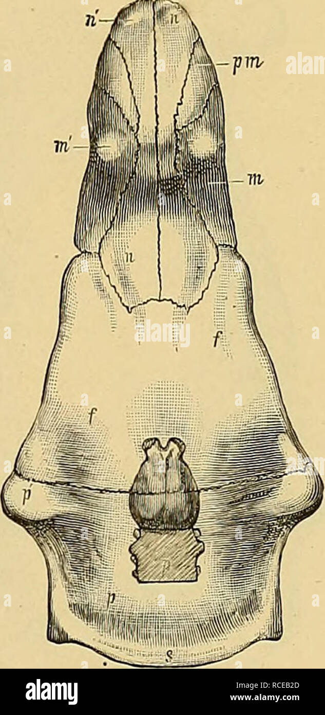 . Dinocerata : a monograph of an extinct order of gigantic mammals ...