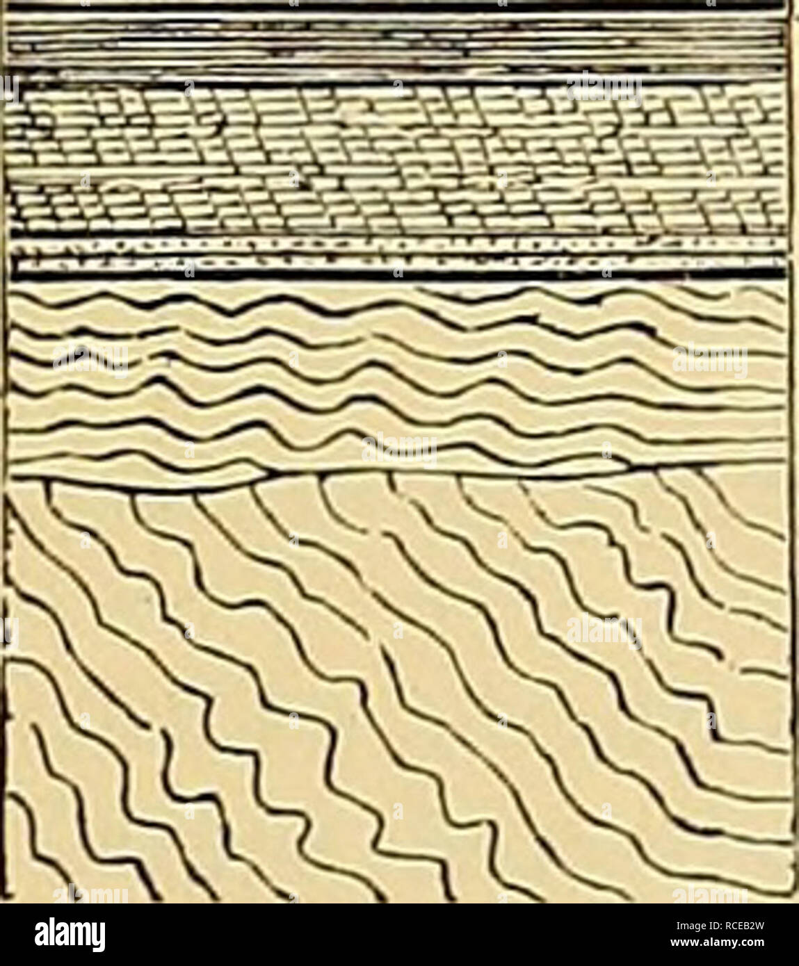 Dinichthys High Resolution Stock Photography and Images - Alamy