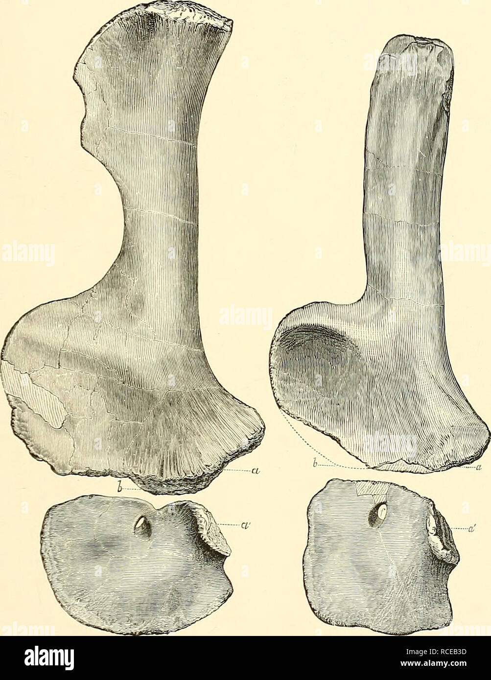 Morosaurus hi-res stock photography and images - Alamy