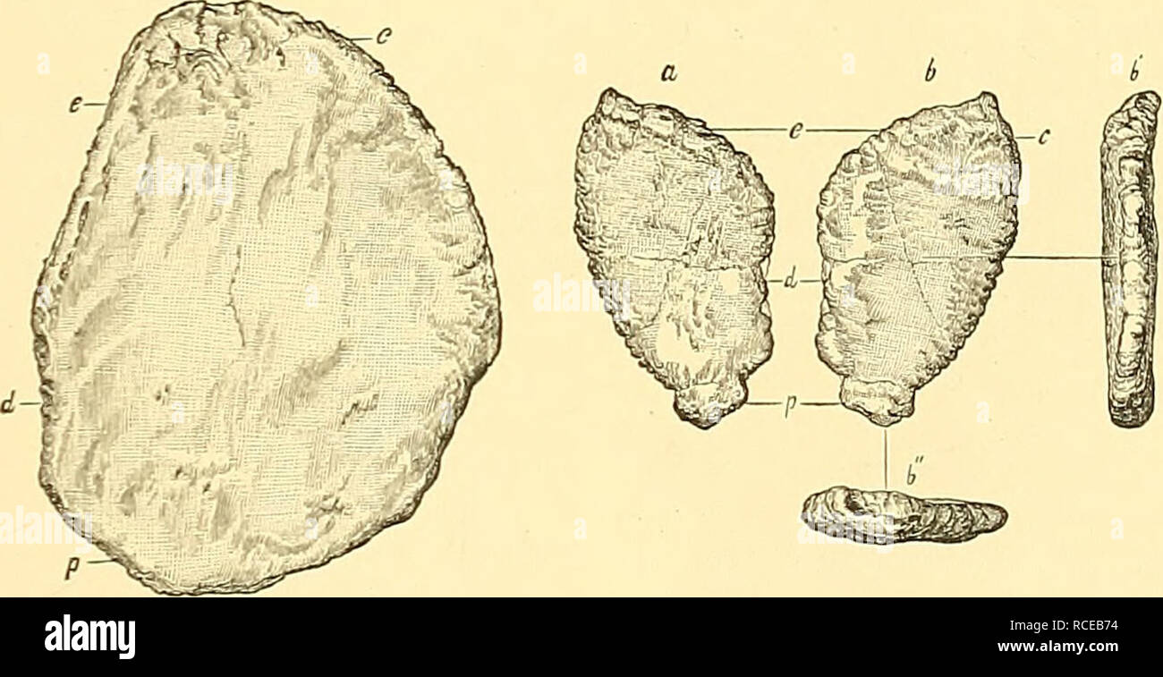 Brontosaurus Teeth High Resolution Stock Photography and Images - Alamy