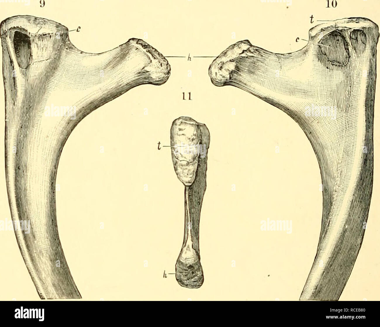 . The dinosaurs of North America. Dinosaurs. 170 DINOSAURS OF NORTH ...