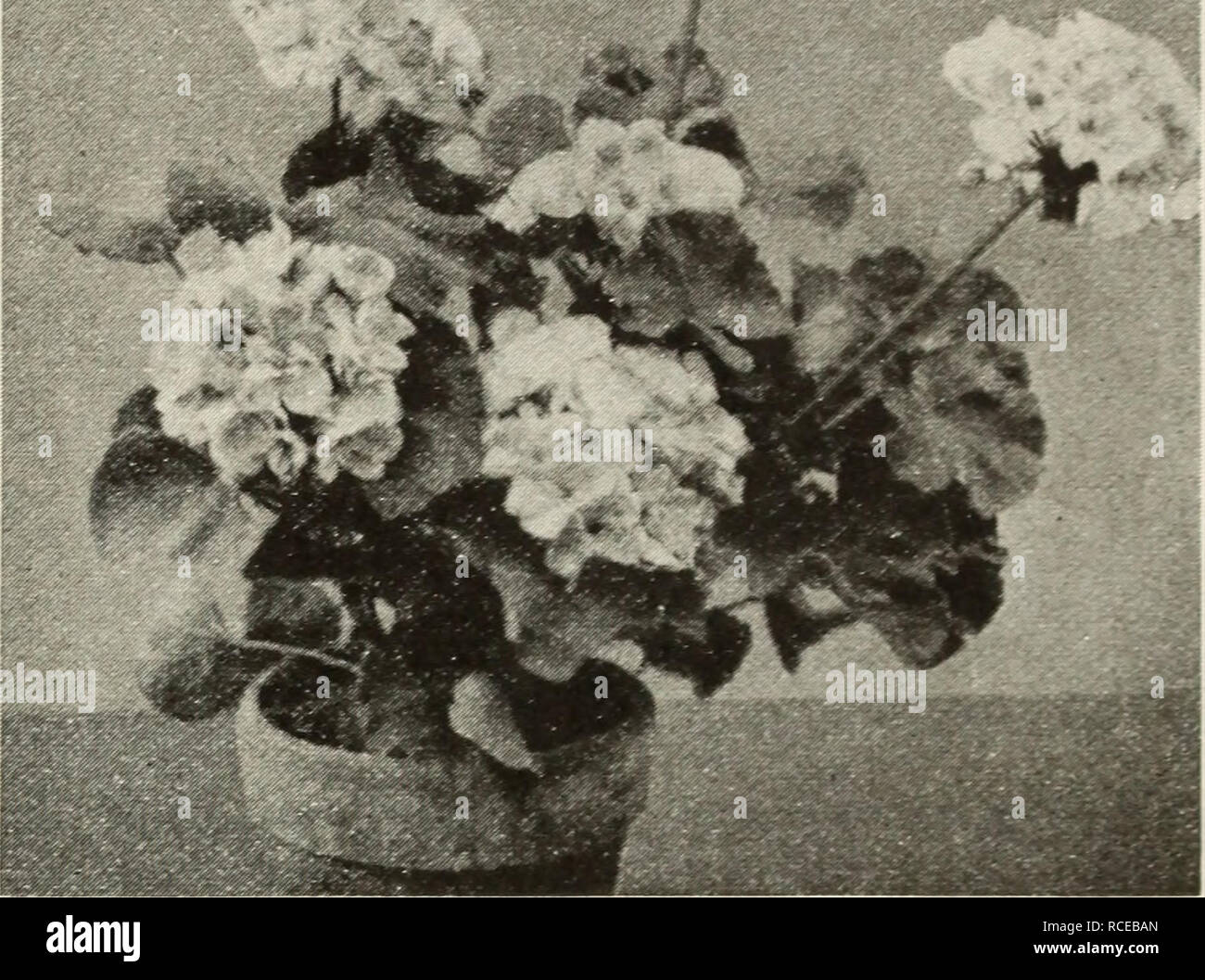 Cousin guide hi-res stock photography and images - Alamy