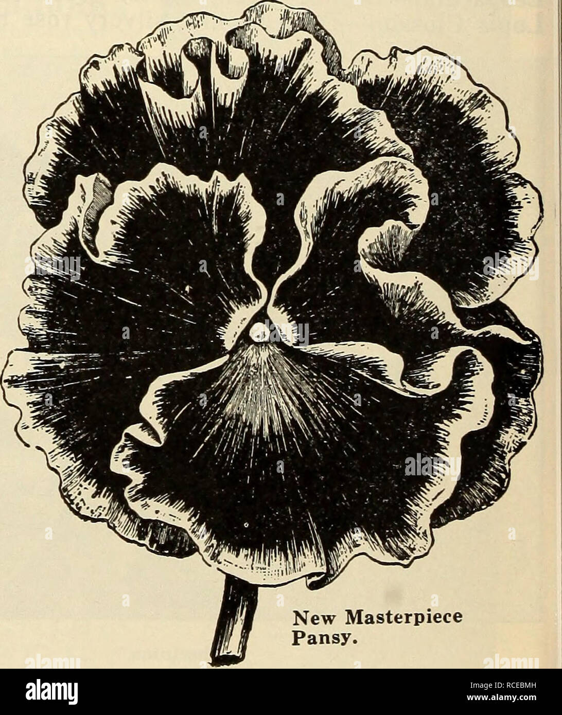 . Dingee guide to rose culture. i; Queen of the Market Asters. Ageratum ...