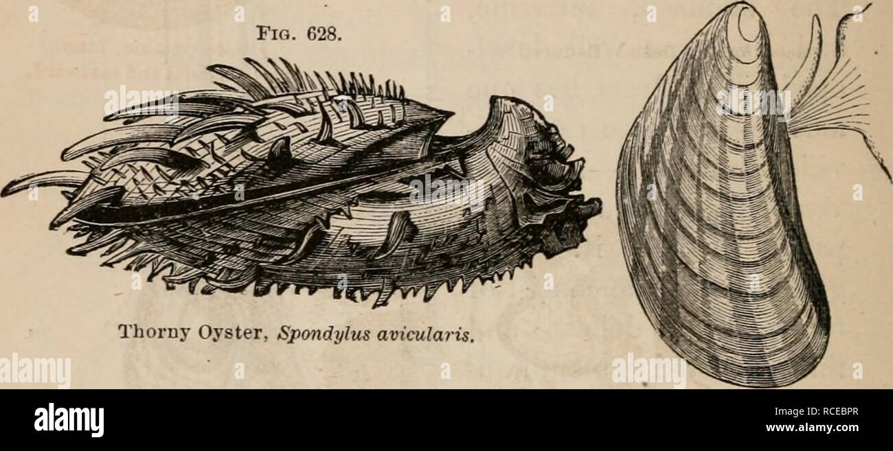 Spondylus shell con shell hi-res stock photography and images - Alamy