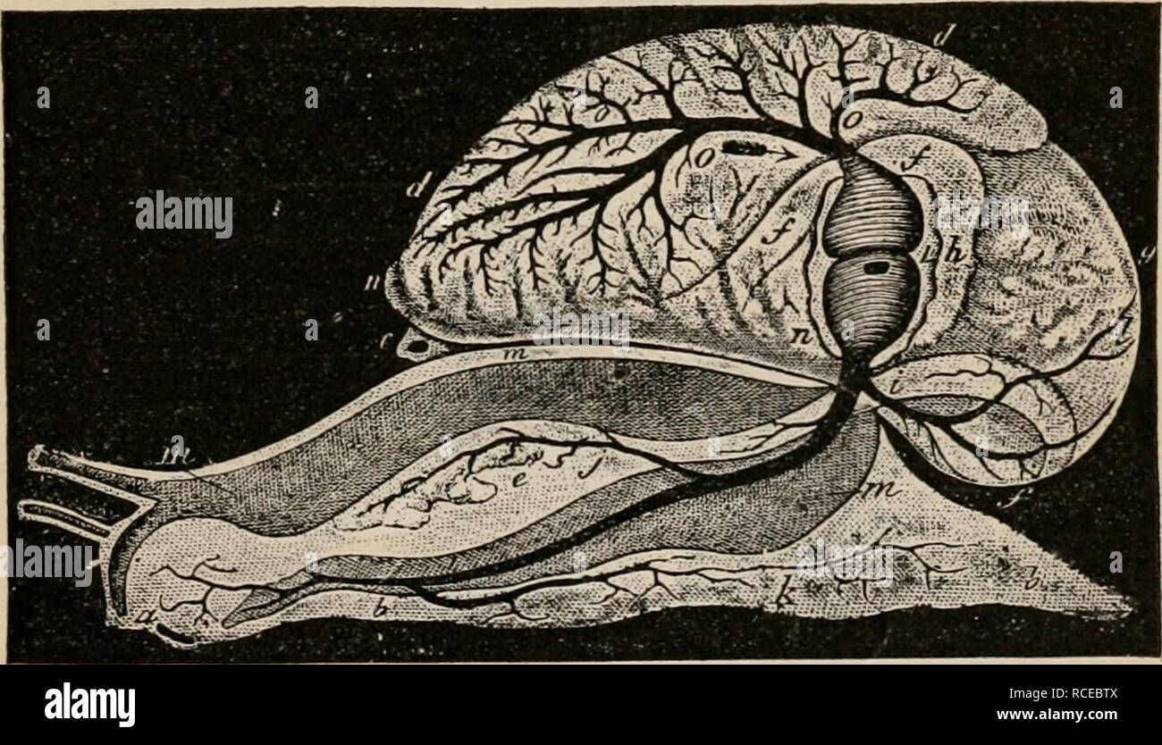 . Elements of zoölogy : a textbook. Zoology. SECTION III. THE CLASS OF ...