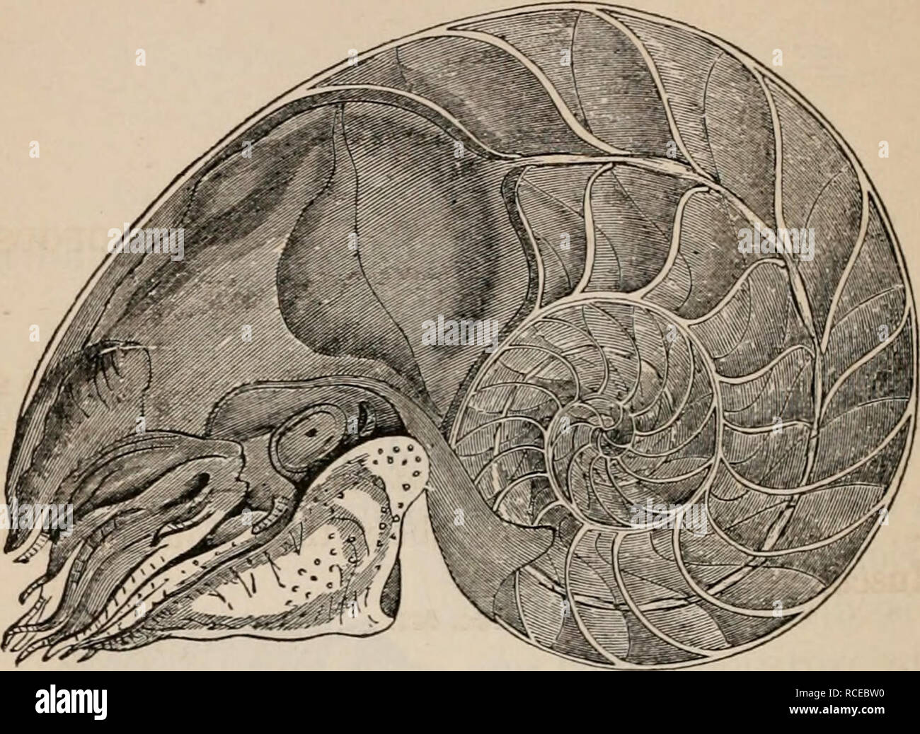 nautilus not working