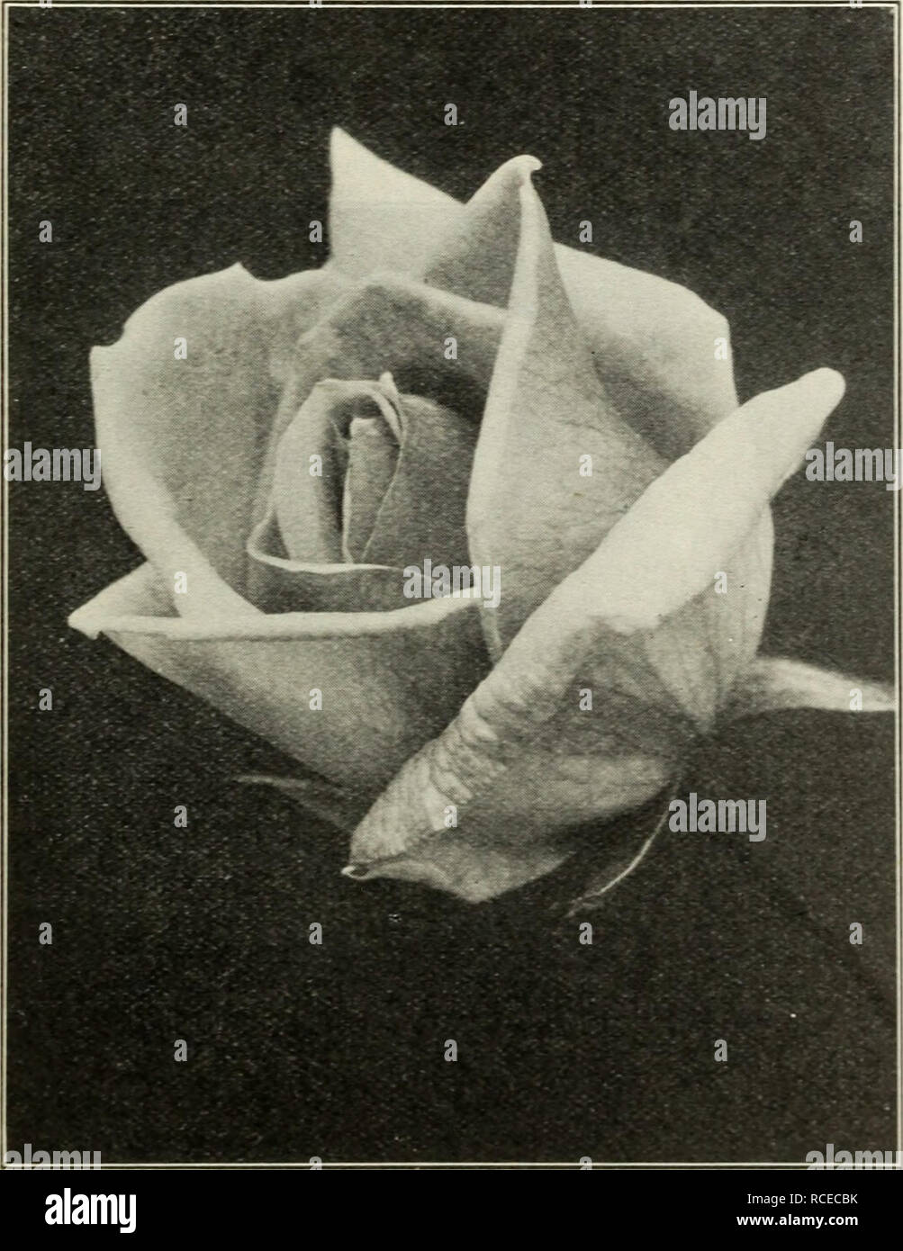 . Dingee guide to rose culture. w^^mmm wm^i^^M Edward Mawley A Hybrid ...
