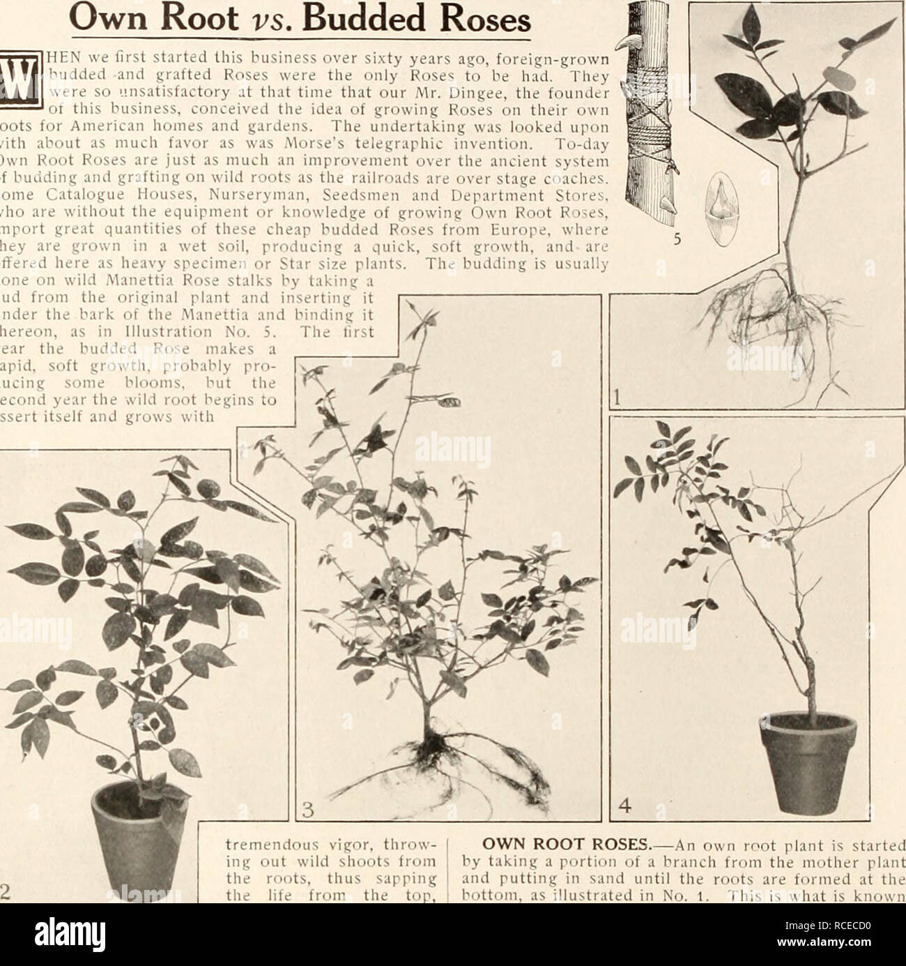 . Dingee guide to rose culture : for more than 60 years an authority ...